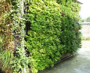 Modular Green Walls for Vertical Gardens